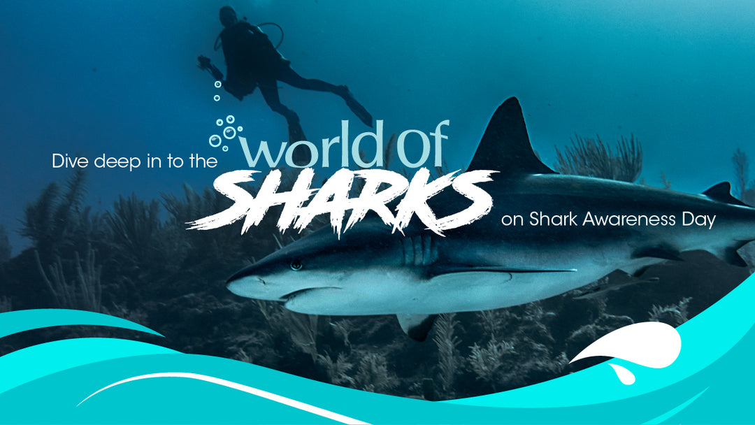 Dive deep into the world of sharks on Shark Awareness Day – MPHOnline.com