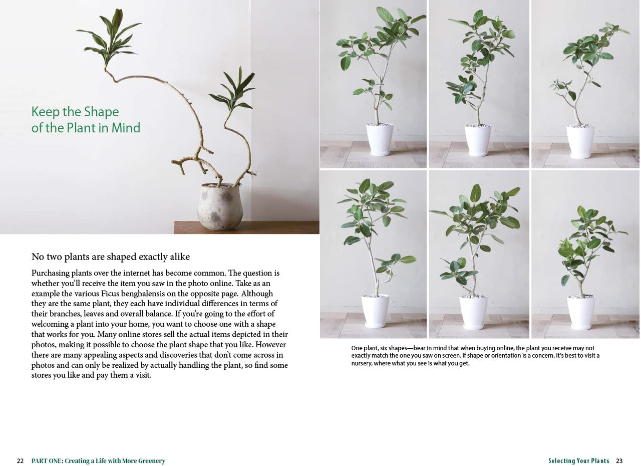A Beginner's Guide to House Plants – MPHOnline.com
