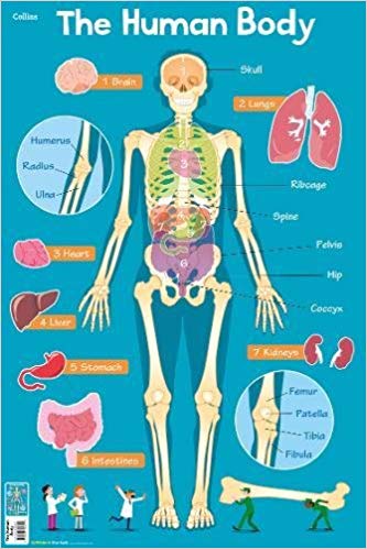 COLLINS HUMAN BODY WALL POSTER – MPHOnline.com